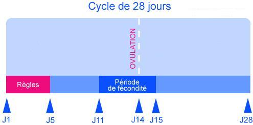Période d'ovulation | Fil santé jeunes