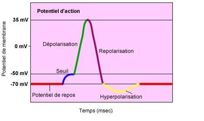 La période réfractaire | Fil santé jeunes
