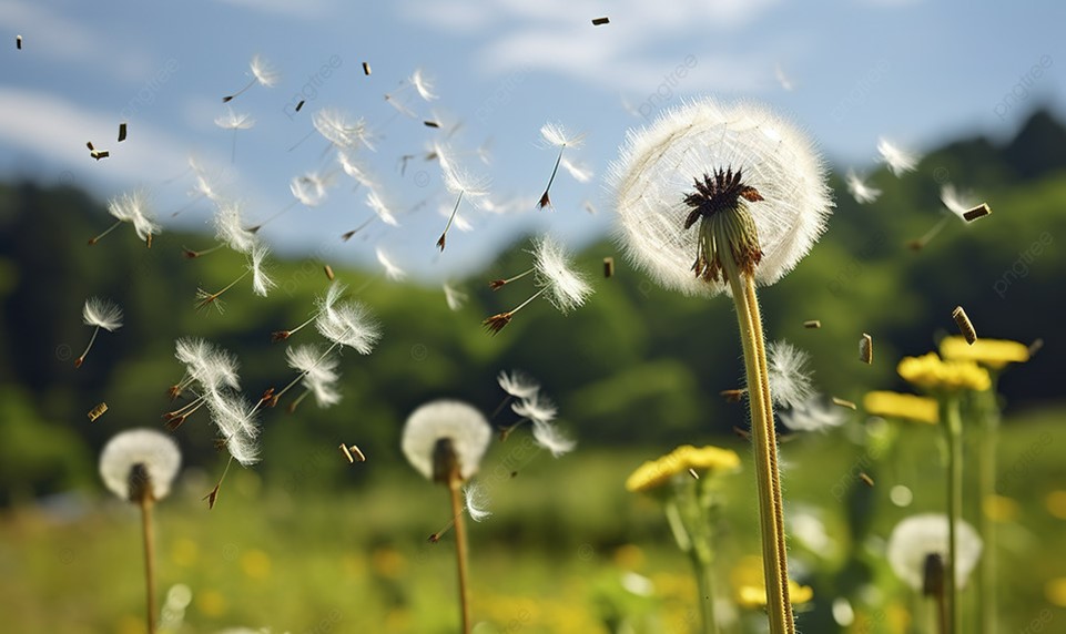 ALLERGIE SAISONNIERE | Fil santé jeunes